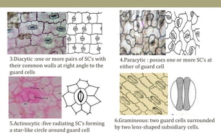 Plant tissue system -Basis for plant anatomy | PDF