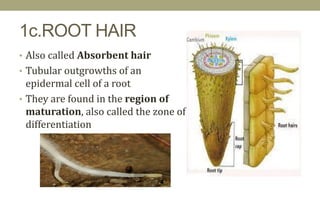 Plant tissue system -Basis for plant anatomy | PDF | Skin and ...