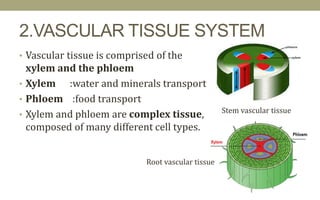 Plant tissue system -Basis for plant anatomy | PDF