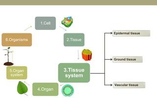 Plant tissue system -Basis for plant anatomy | PDF | Skin and ...