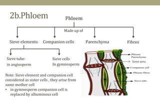Plant tissue system -Basis for plant anatomy | PDF