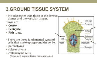 Plant tissue system -Basis for plant anatomy | PDF | Skin and ...