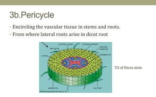 Plant tissue system -Basis for plant anatomy | PDF | Skin and ...