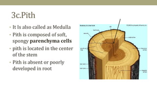 Plant tissue system -Basis for plant anatomy | PDF | Skin and ...