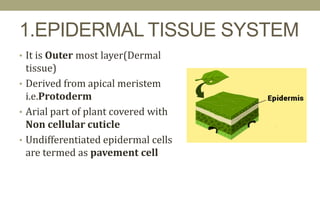 Plant tissue system -Basis for plant anatomy | PDF | Skin and ...