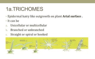 Plant tissue system -Basis for plant anatomy | PDF | Skin and ...