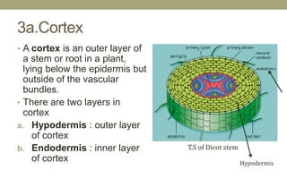 Hypodermis In Plants