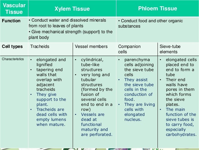 Vascular Tissue Plant Definition Function Types Biology: Cell Structure ...