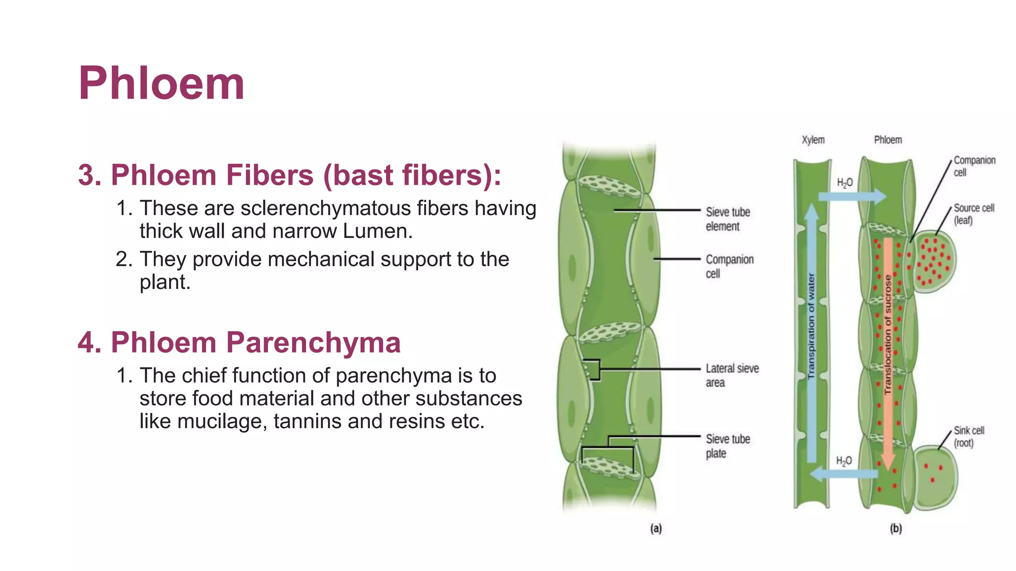PlantTissueTissueSystempptx__2021_02_11_16_10_26.pptx