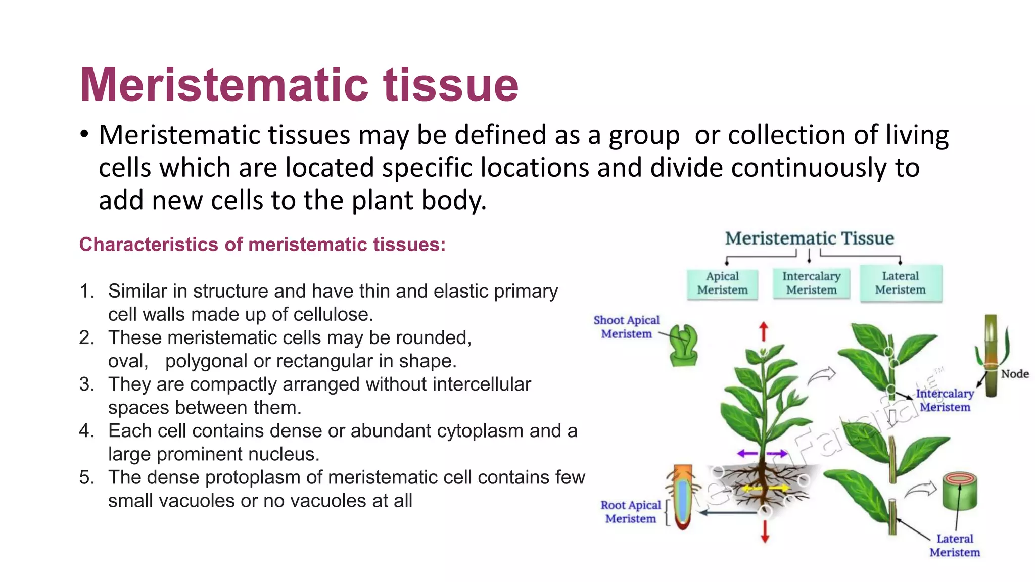 PlantTissueTissueSystempptx__2021_02_11_16_10_26.pptx