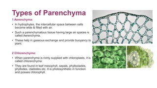 PlantTissueTissueSystempptx__2021_02_11_16_10_26.pptx