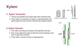 PlantTissueTissueSystempptx__2021_02_11_16_10_26.pptx