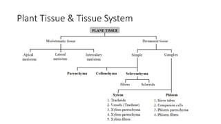 PlantTissueTissueSystempptx__2021_02_11_16_10_26.pptx