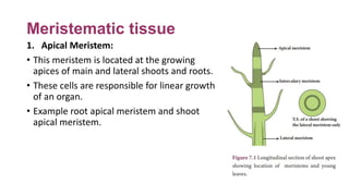 PlantTissueTissueSystempptx__2021_02_11_16_10_26.pptx