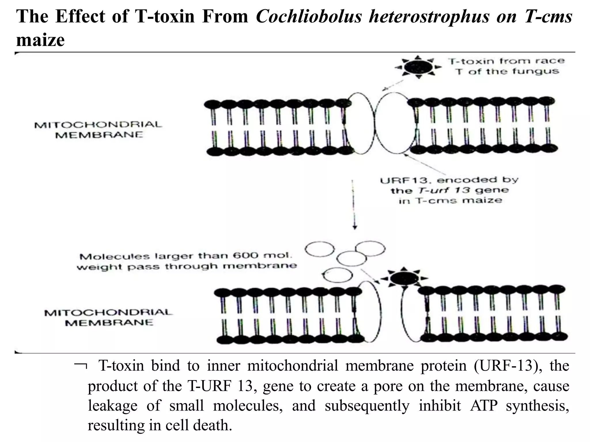Role of Plant toxin | PPTX