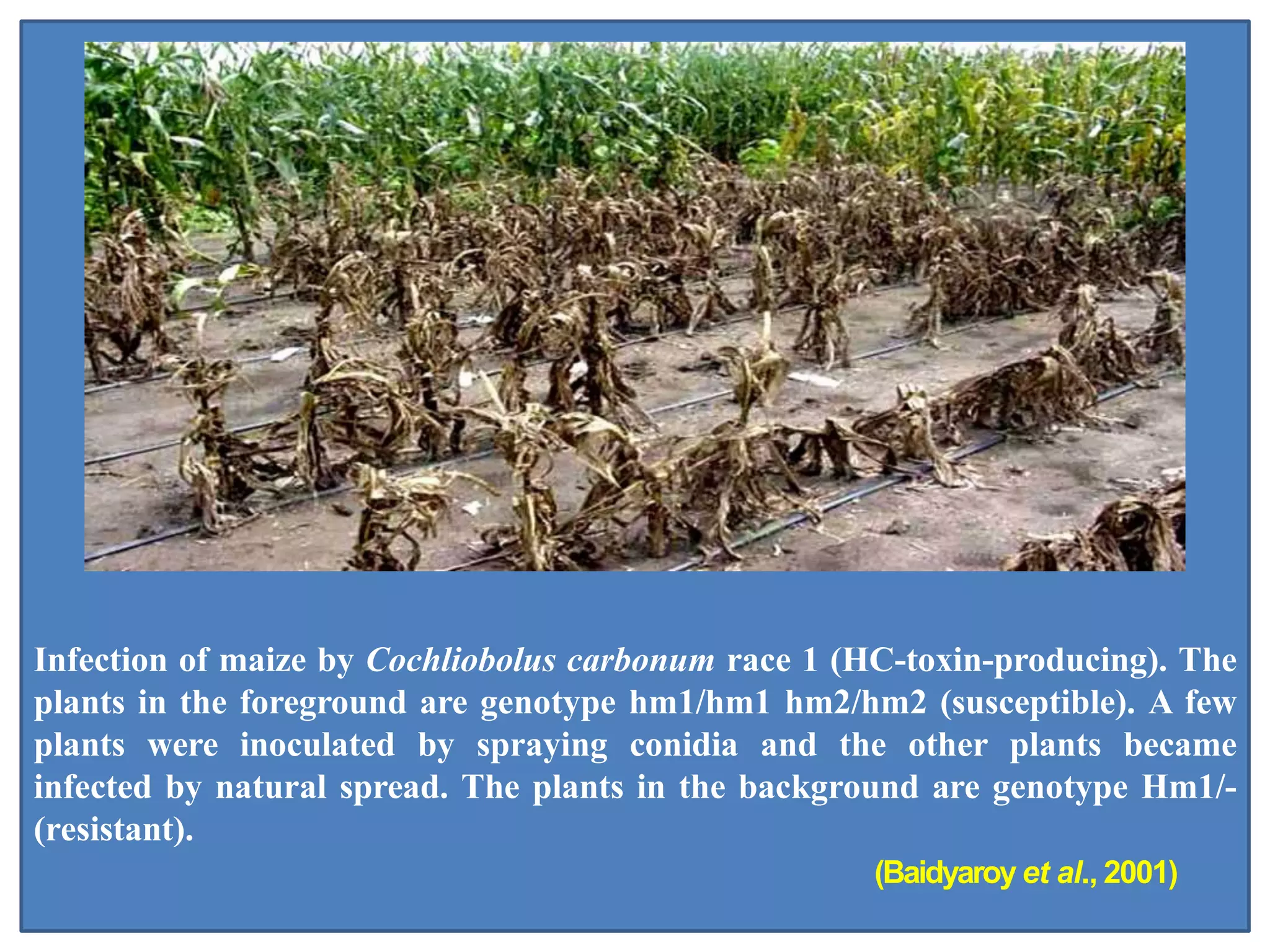Role of Plant toxin | PPTX