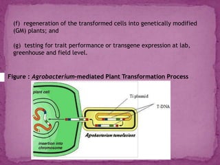Plant transformaation technology, all techniques | PPTX