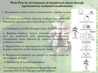 Plant transformation | PPTX