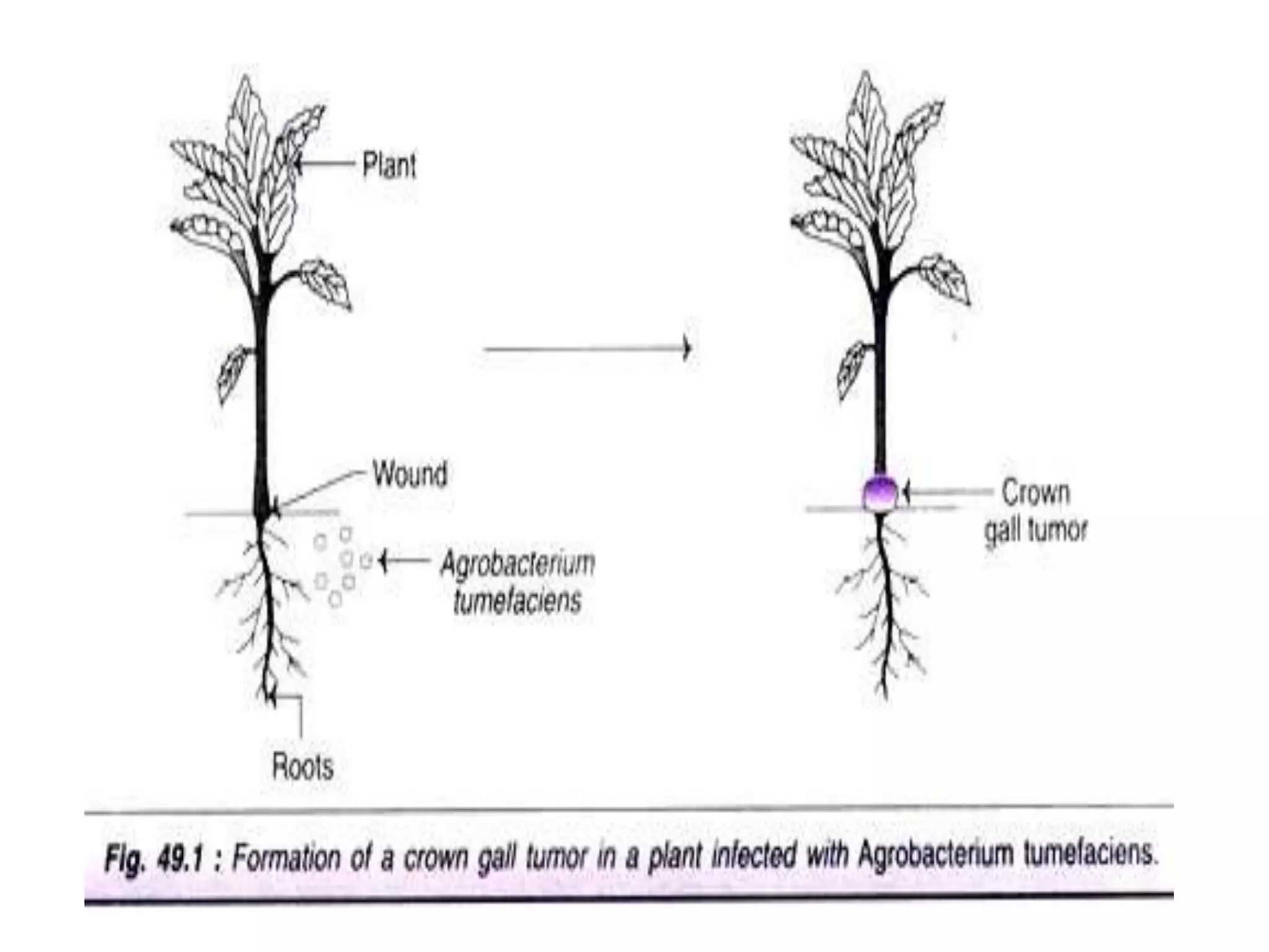 Plant transformation gene transfer methods in plants | PPTX