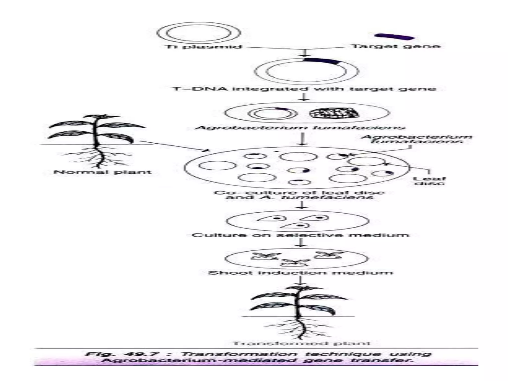 Plant transformation gene transfer methods in plants | PPTX
