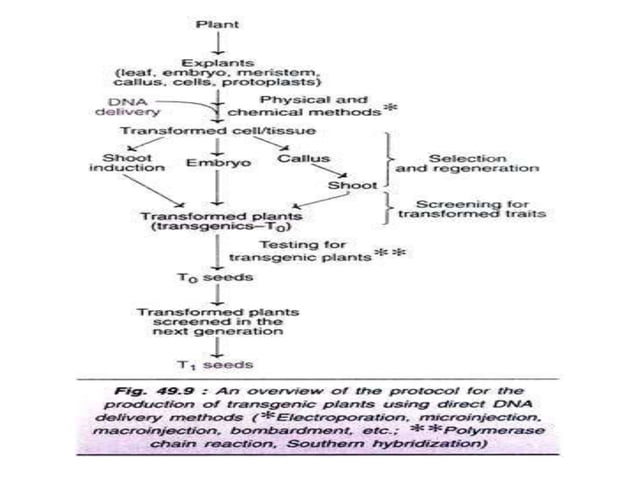 Plant transformation gene transfer methods in plants | PPTX | Genetics ...