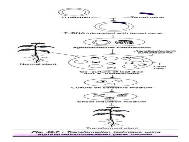 Plant transformation gene transfer methods in plants | PPTX | Genetics ...