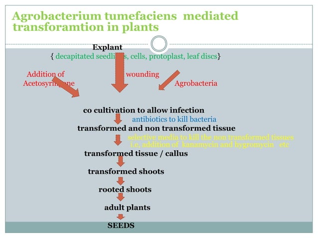 Plant transformation methods | PPTX