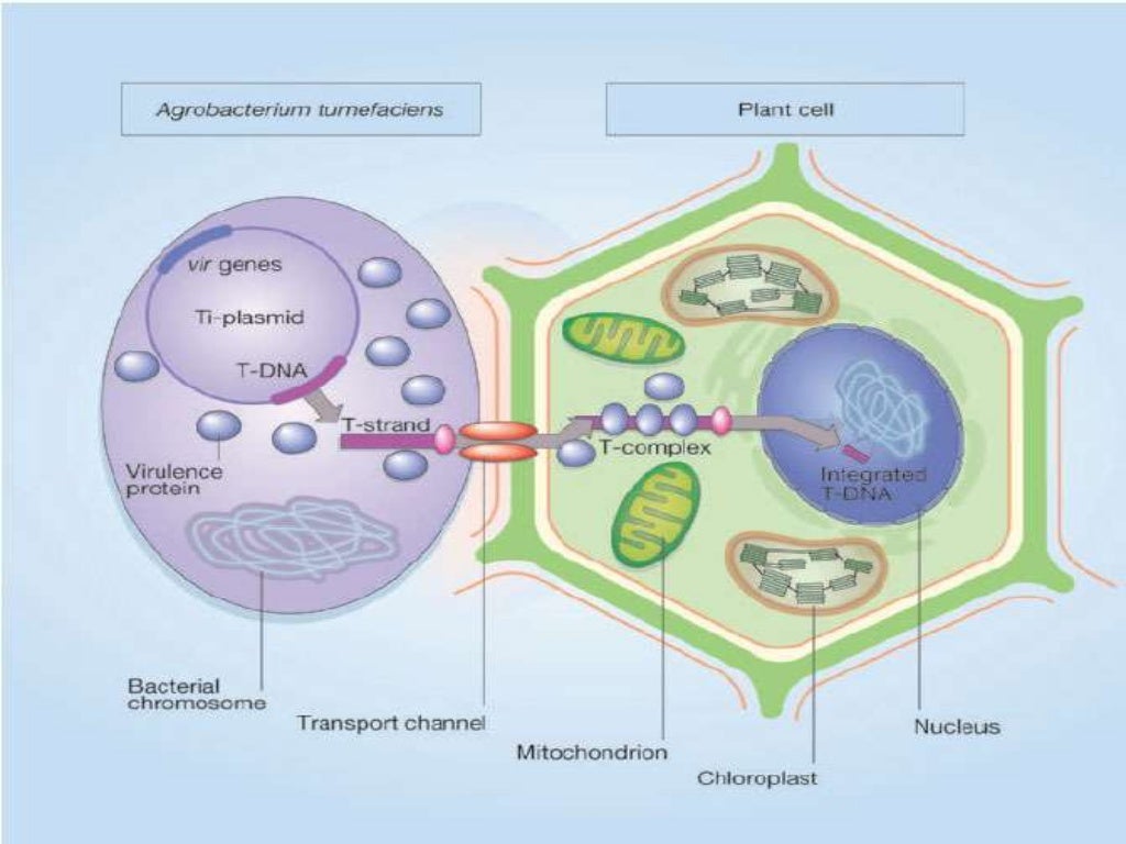 Plant transformation methods