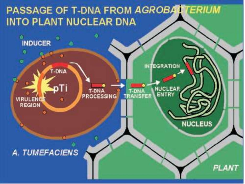 Plant transformation methods