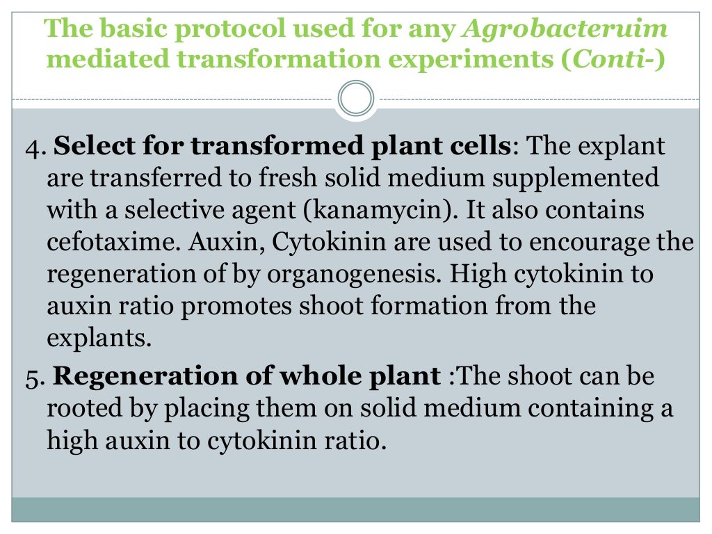 Plant transformation methods