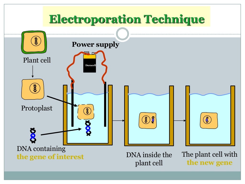 Plant transformation methods