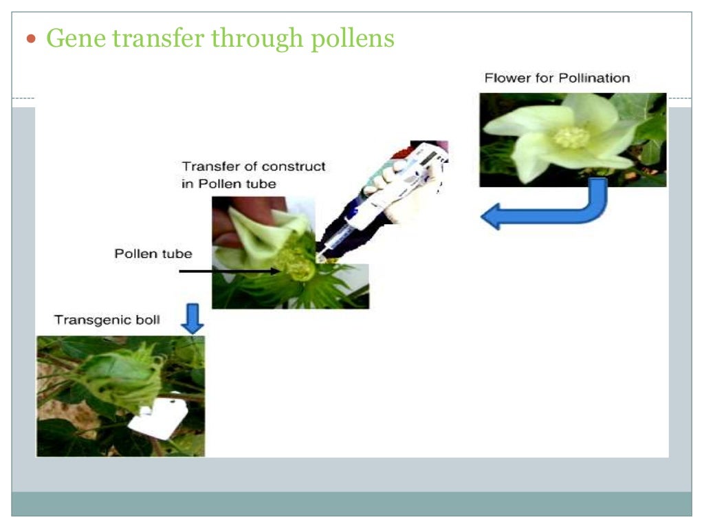 Plant transformation methods