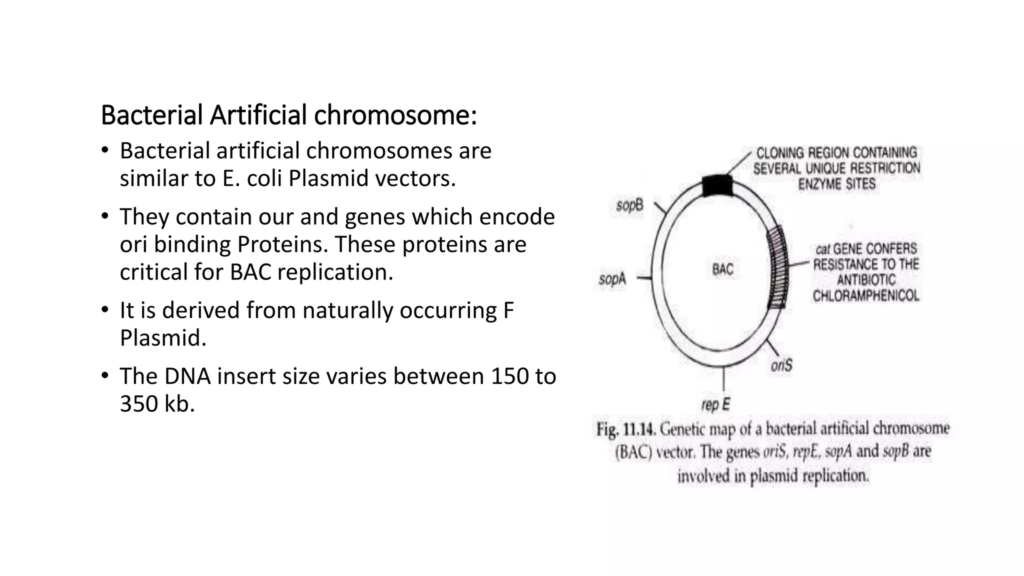PLANT TRANSFORMATIVE VECTORS.pptx