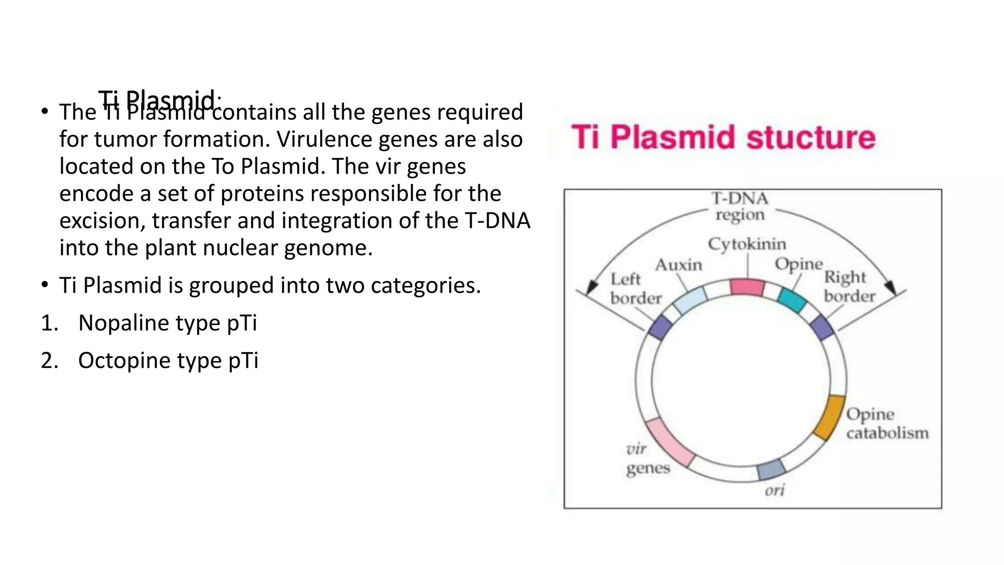PLANT TRANSFORMATIVE VECTORS.pptx