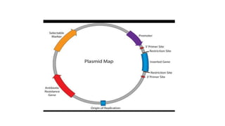 PLANT TRANSFORMATIVE VECTORS.pptx