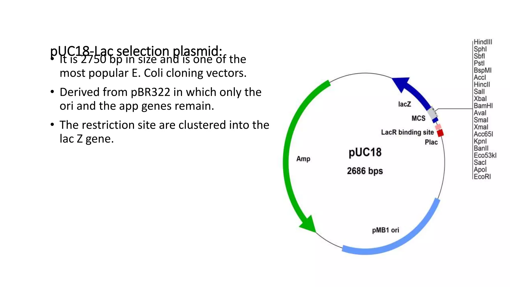 PLANT TRANSFORMATIVE VECTORS.pptx