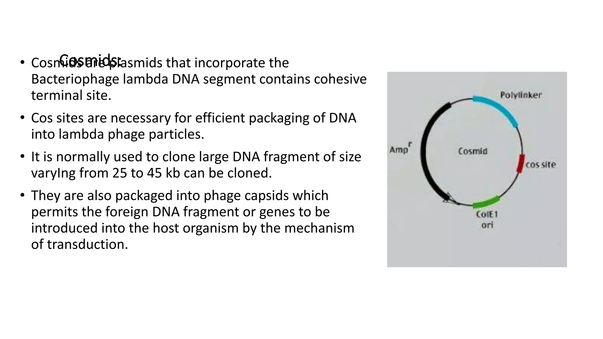 PLANT TRANSFORMATIVE VECTORS.pptx