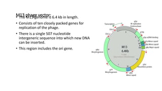 PLANT TRANSFORMATIVE VECTORS.pptx