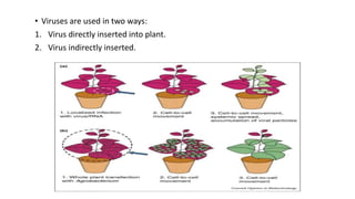 PLANT TRANSFORMATIVE VECTORS.pptx