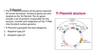 PLANT TRANSFORMATIVE VECTORS.pptx