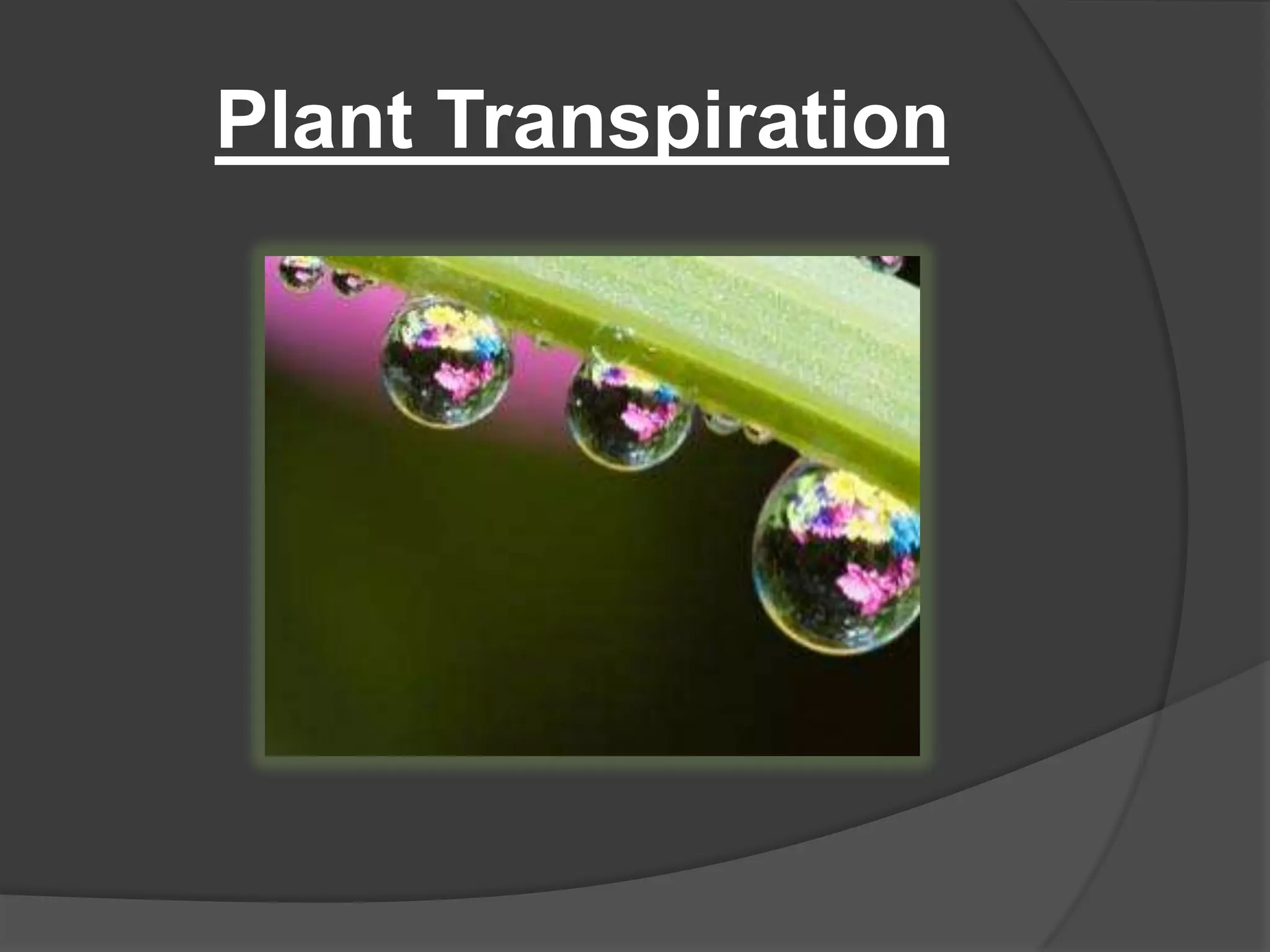 Plant transpiration | PPTX