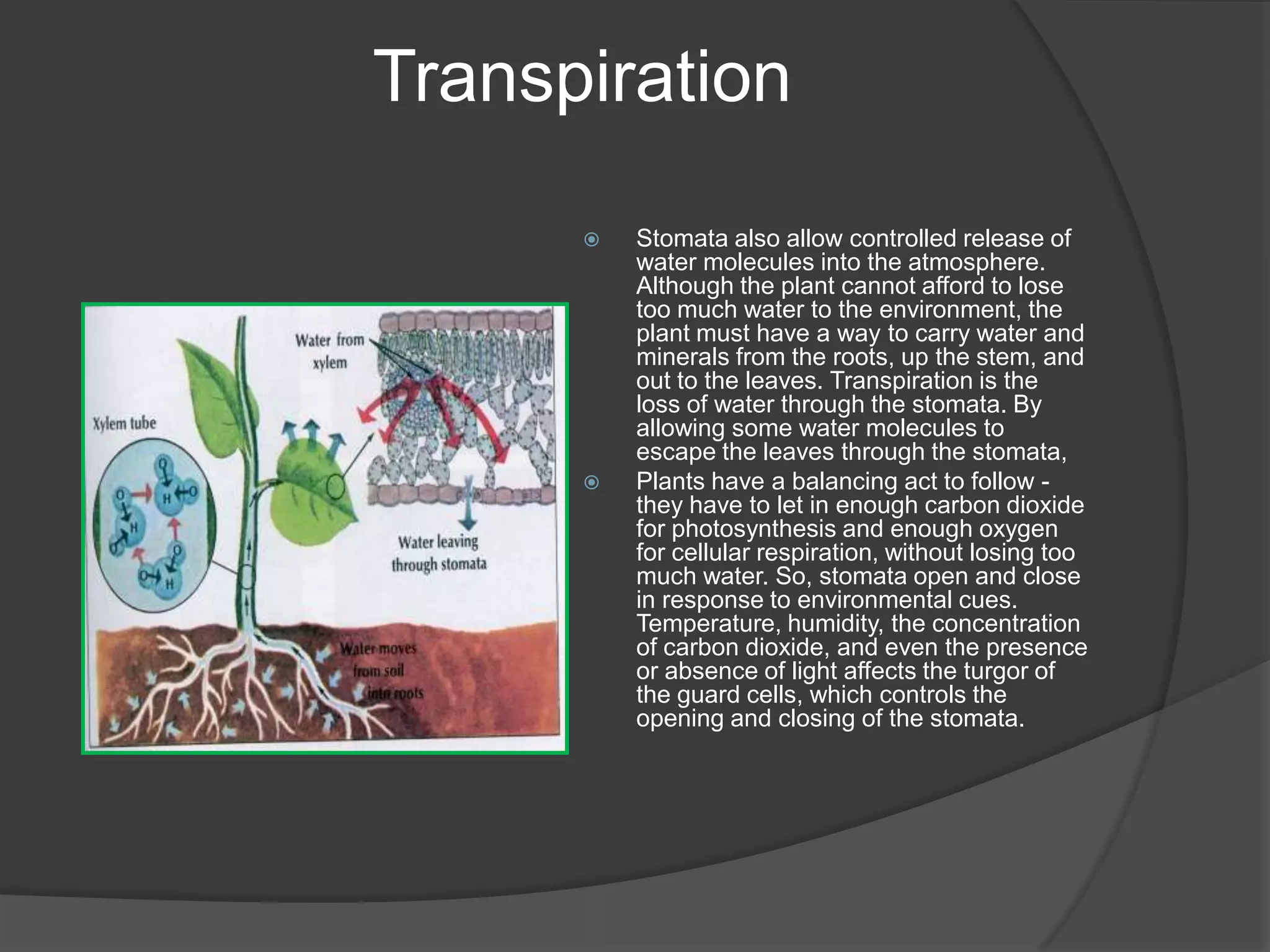 Plant transpiration | PPTX