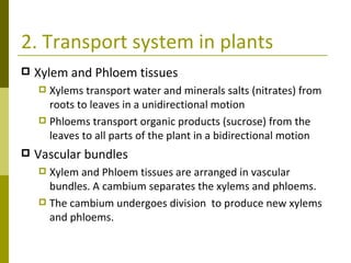 Plant Transport | PPT