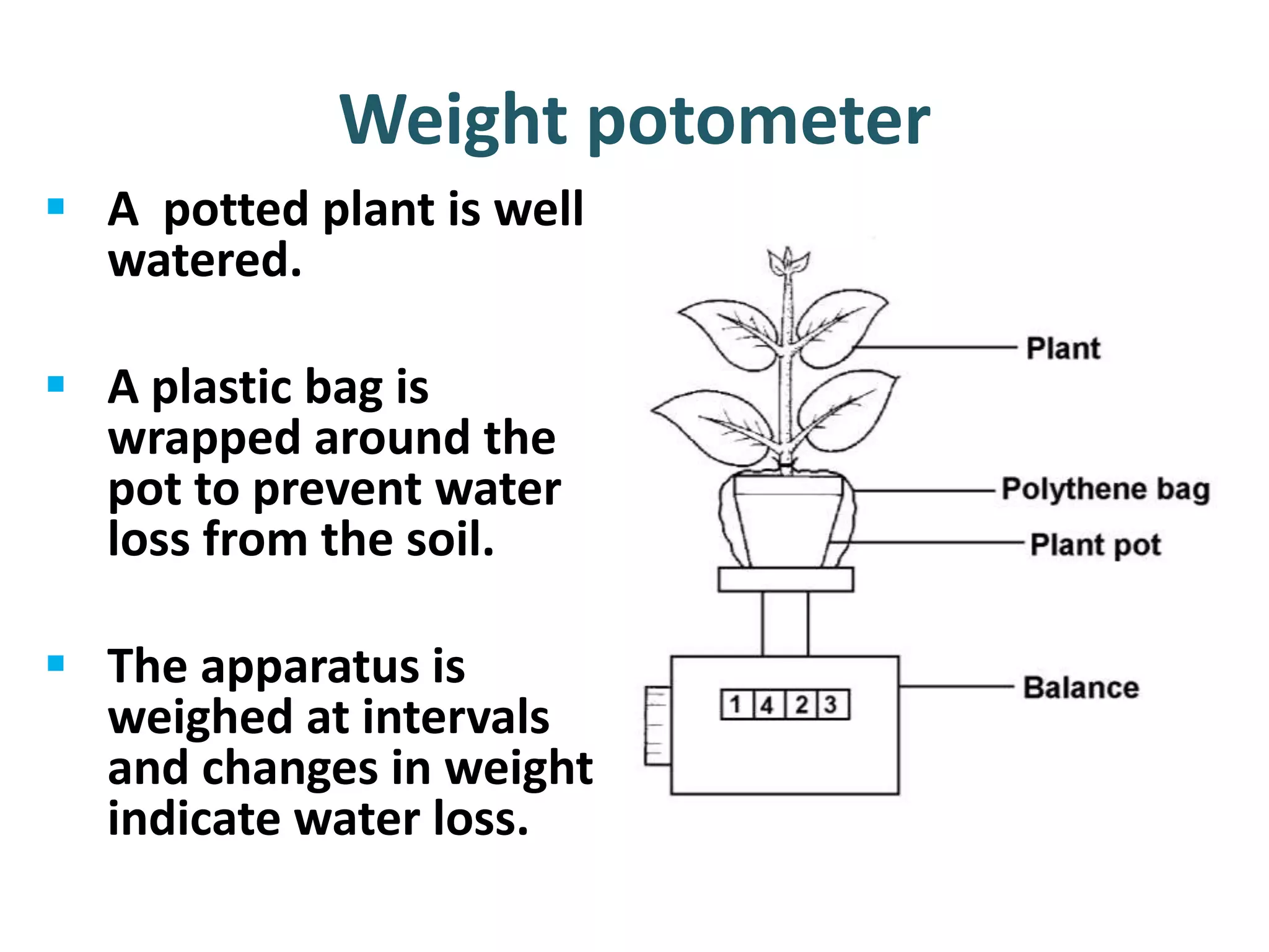 Plant transport | PPTX