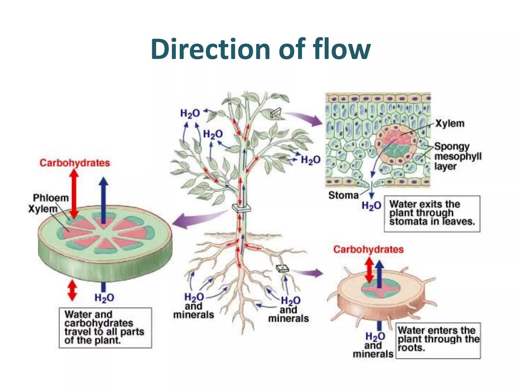 Plant transport | PPTX