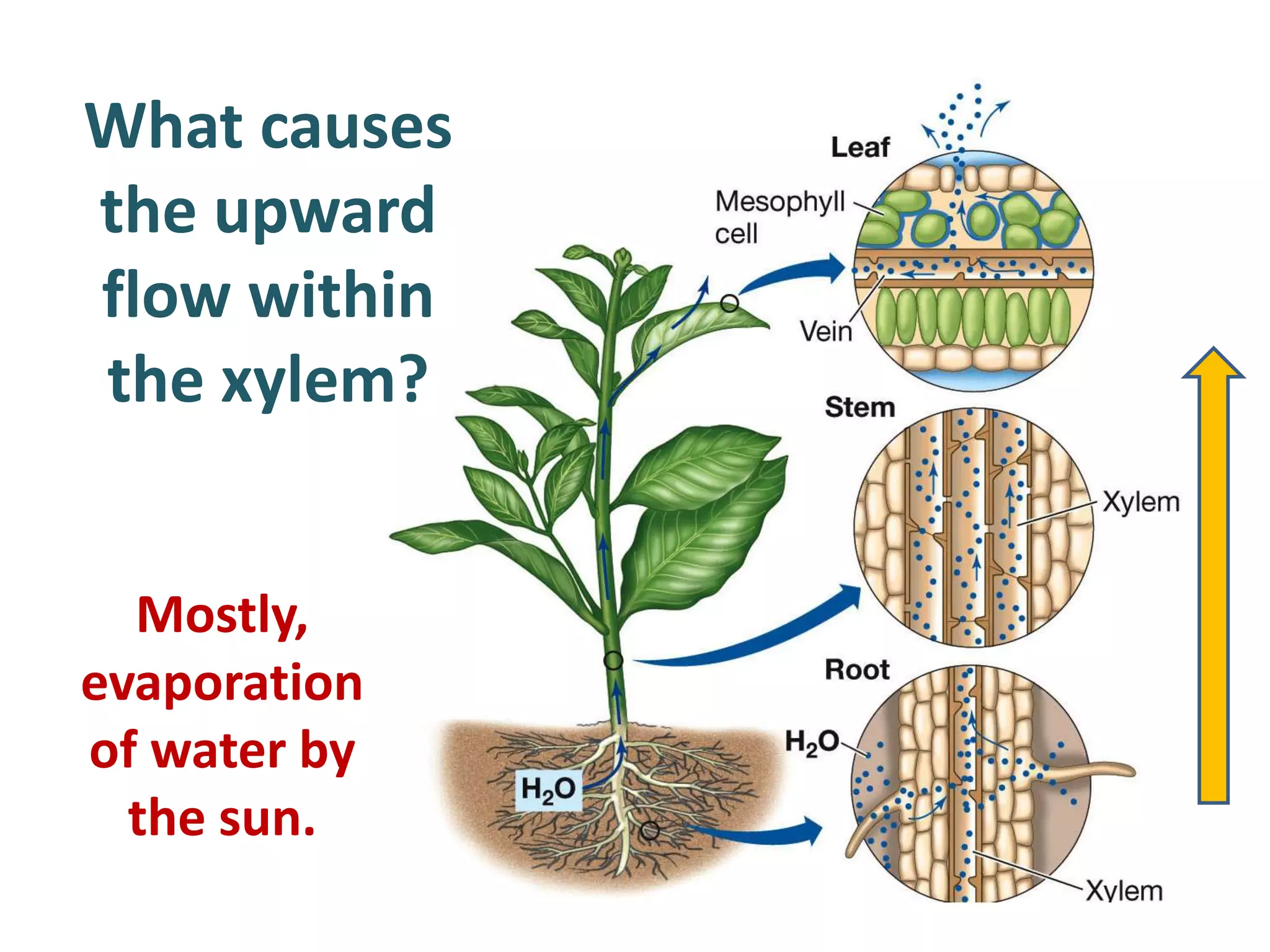 Plant transport | PPTX