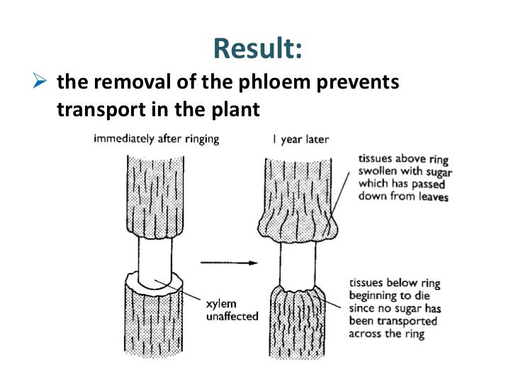 Plant transport