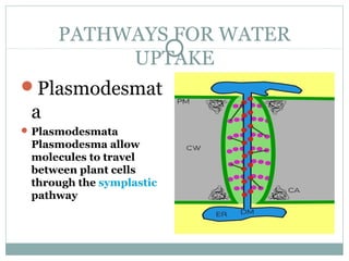 Plant transport,,,, nadeem ashraf.jarpal | PPT