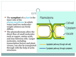 Plant transport,,,, nadeem ashraf.jarpal | PPT