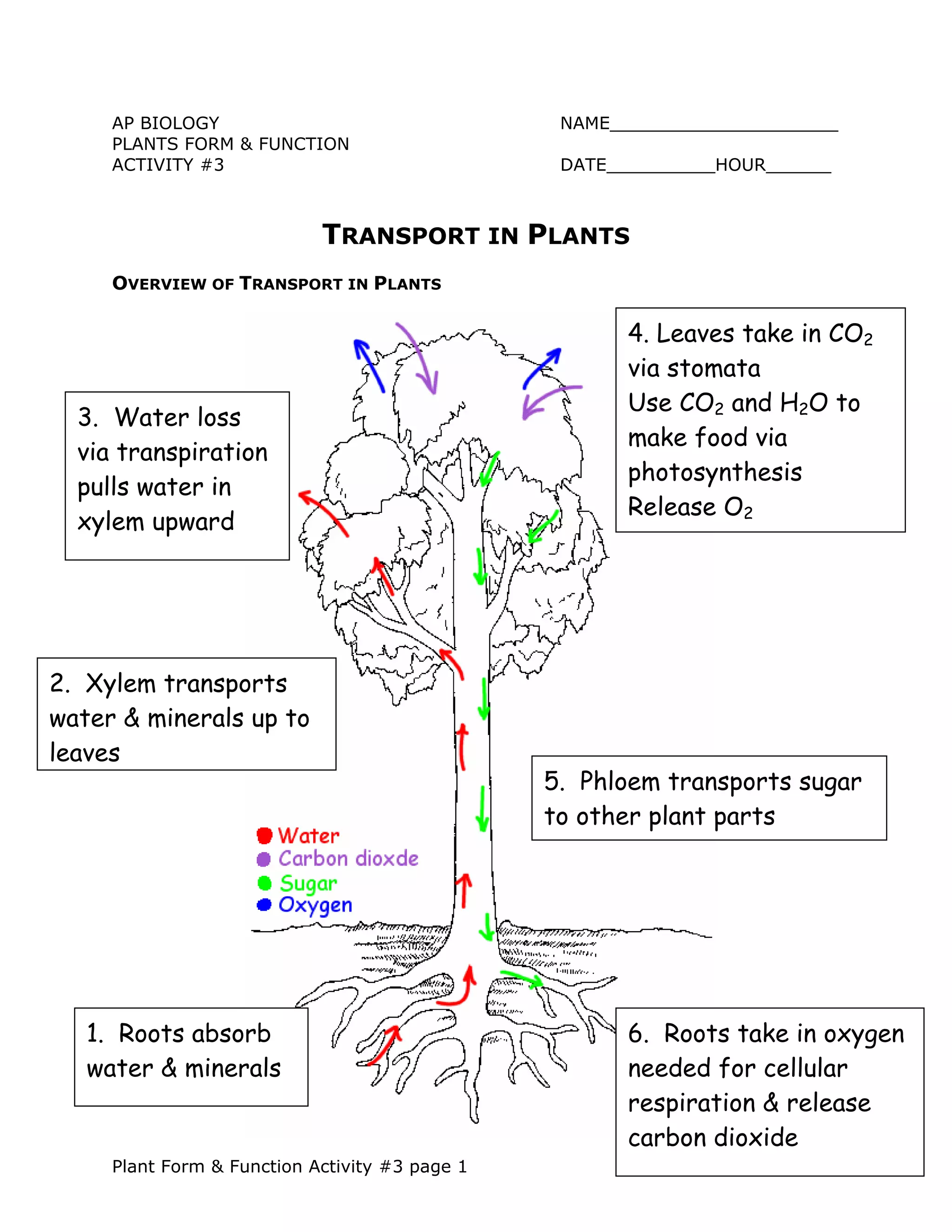 Plant transport notes | PDF